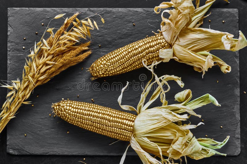 Luxury Golden Corn stock image. Image of vegetarian, healthy - 79047253