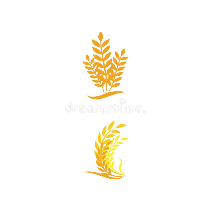 Luxury Golden Grain Weath / Rice Logo Design Vector Stock Vector ...