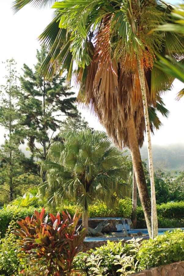 A Luxury Resort in a Tropical Rainforest Stock Image - Image of summer ...