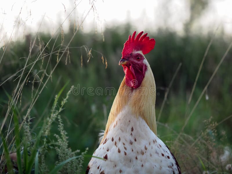Luxury Rooster in Green Grass Stock Image - Image of portrait, farm ...