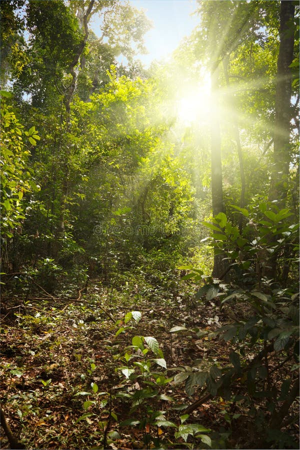 Luz Del Sol En Bosque De La Selva Foto de archivo - Imagen de lluvia ...