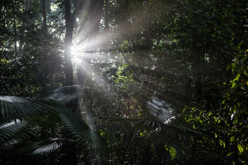 Luz Del Sol En La Selva Tropical De Hoh Imagen de archivo - Imagen de ...