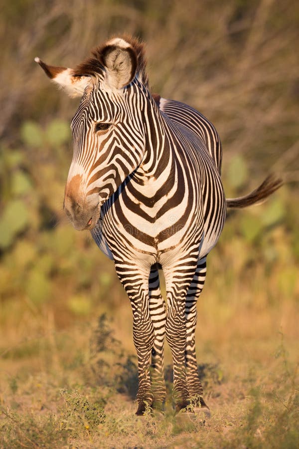 Zebra dourada imagem de stock. Imagem de fauna, tanzânia - 22170995