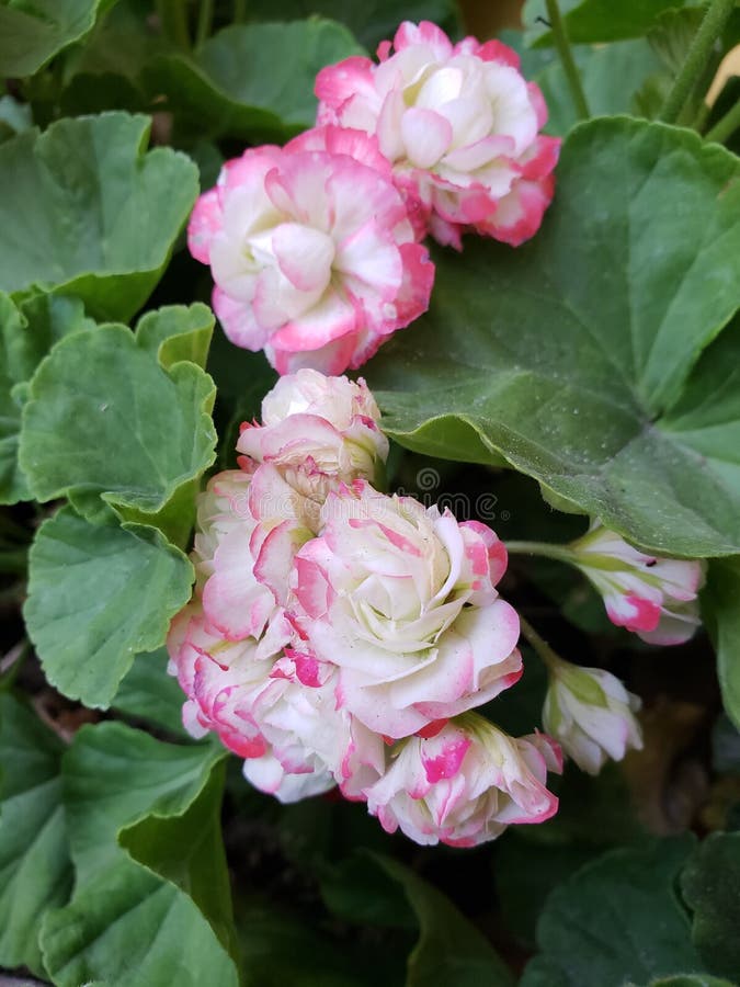 Luz - Flor Cor-de-rosa Do Malbon Em Um Jardim Foto de Stock - Imagem de ...