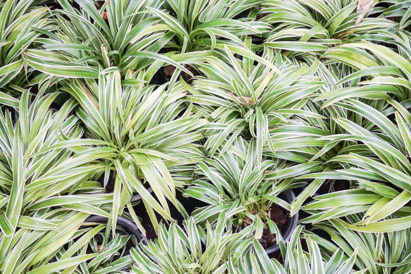 Salsa Verde Da Planta No Solo Imagem de Stock - Imagem de jardim ...