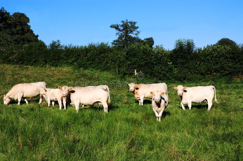 Un Toro Montando Una Vaca En Un Campo De Ganado Foto de archivo ...