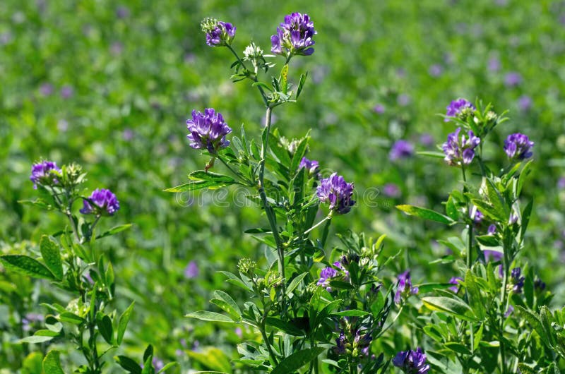 Luzerne stockfoto. Bild von betrieb, erbse, blume, field - 42328732