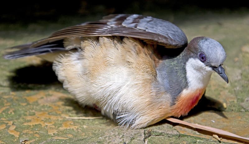 Bleeding Heart Pigeon stock image. Image of pigeon, perching - 9340191