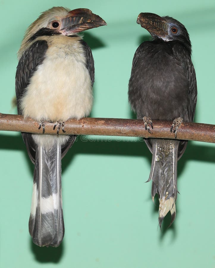 Luzon Hornbill, Penelopides-manillae, in Aardhabitat Zeldzaam Exotisch ...