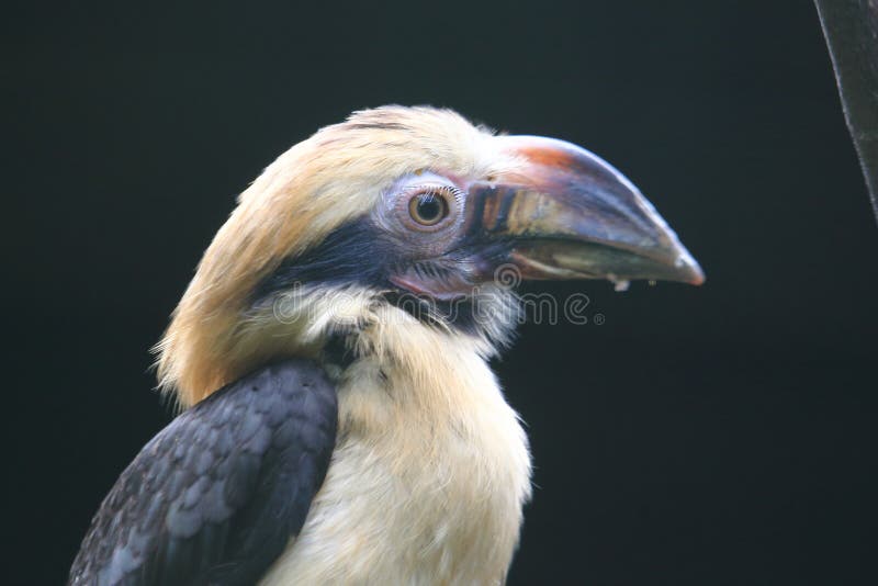 Luzon Hornbill, Penelopides Manillae, in Nature Habitat. Rare Exotic ...