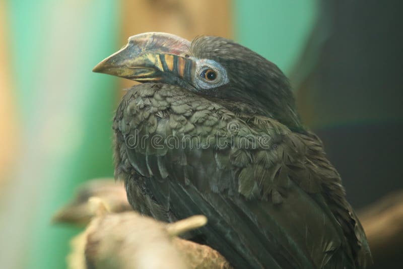 Luzon hornbill stock photo. Image of bill, animal, penelopides - 93204818