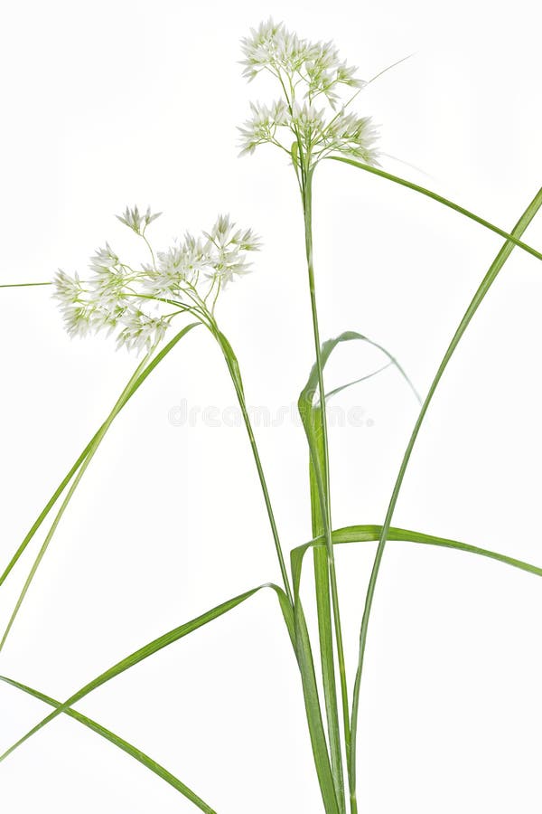 Luzula Nivea grass stock photo. Image of grass, format - 31571406