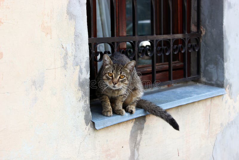 Lviv wild cat stock image. Image of lurking, ukraine - 75664673