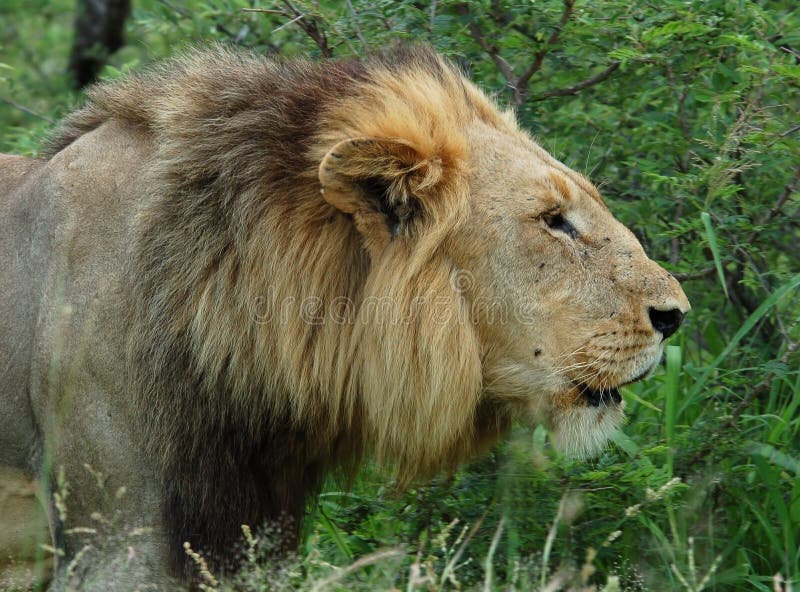 Lew samiec zdjęcie stock. Obraz złożonej z afrykanin - 14200154