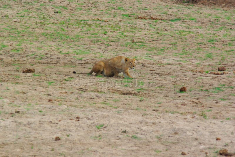 6,825 Lew Na Polowaniu Zdjęcia - Bezpłatne i z licenncją Royalty-Free ...