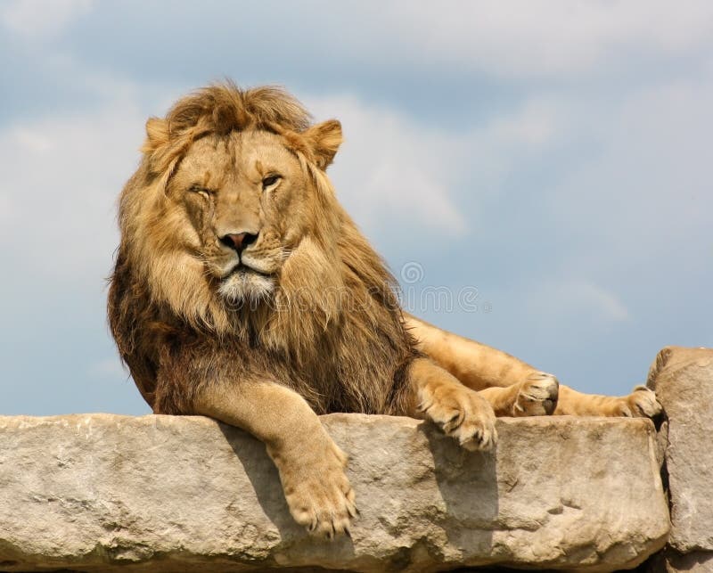 4,540 Oczy Lwa zdjęć stockowych - bezpłatne i z licencją Royalty Free ...