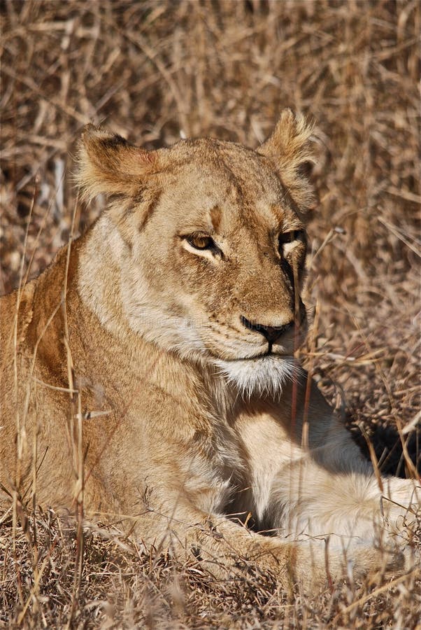 Lwica obraz stock. Obraz złożonej z oczy, afryka, duma - 41144575