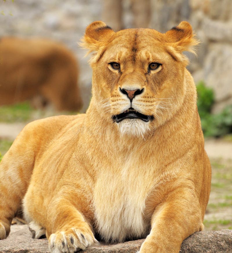 Lwica obraz stock. Obraz złożonej z wspaniały, africa - 7637057