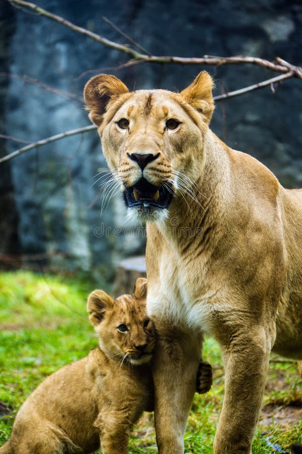 Lwica i jej młode obraz stock. Obraz złożonej z śliczny - 29289593