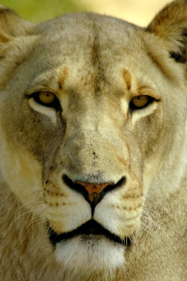 Lwica obraz stock. Obraz złożonej z caring, afryka, śliczny - 17645707