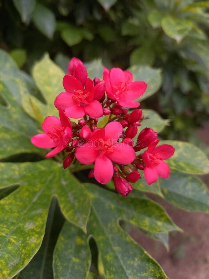 Lxora plant stock image. Image of produce, branch, ixora - 253165253