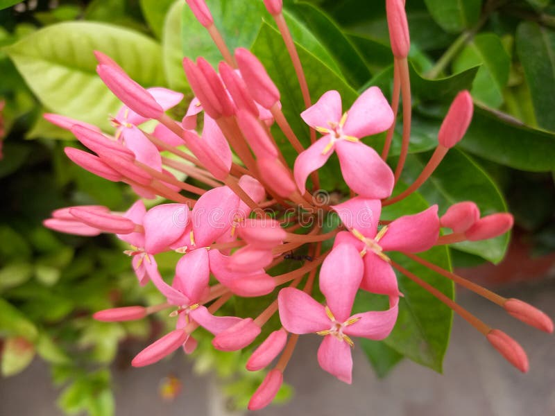 Mizo Flower Stock Photos - Free & Royalty-Free Stock Photos from Dreamstime