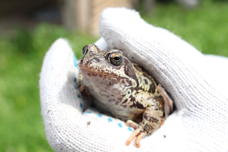 Grosse grenouille photo stock. Image du amphibie, grenouille - 345908
