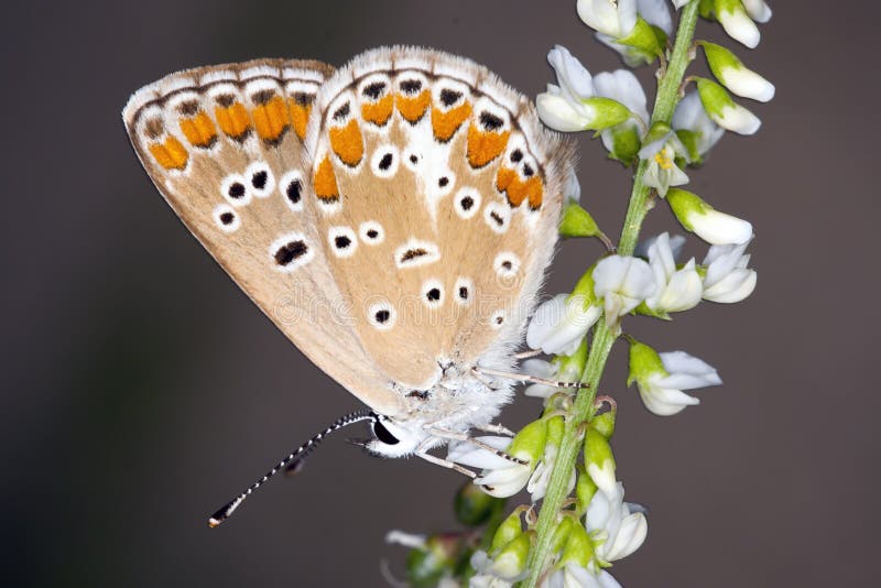 Lycaeides Butterfly Resting on Flower Stock Photo - Image of closeup ...