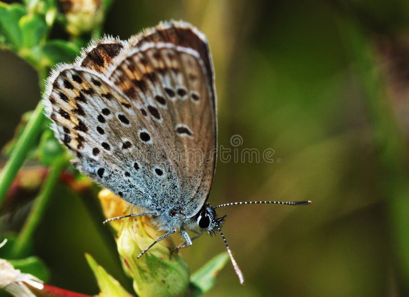 Lycaeides idas stock image. Image of animal, life, nature - 26189317