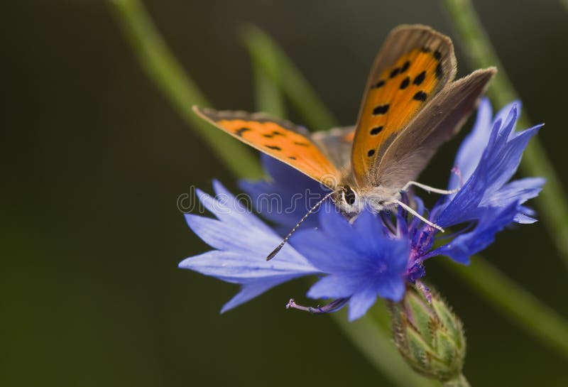 Lycaena phlaeas stock image. Image of blue, antenna, lepidoptera - 25729371