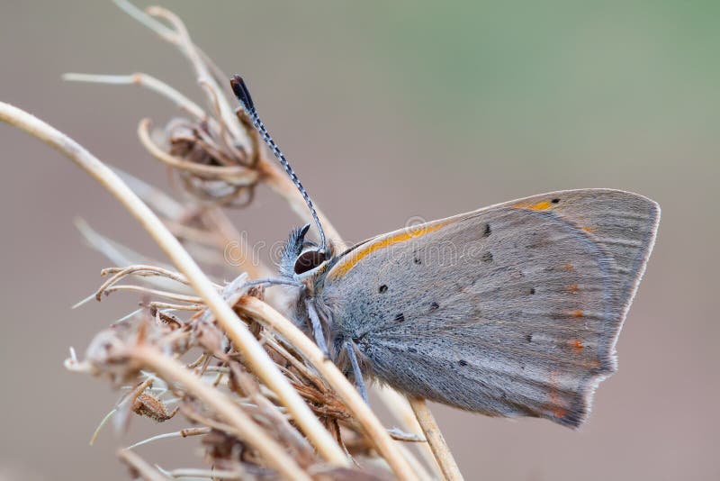 Lycaena phlaeas stock image. Image of detail, lycaeninae - 52065567