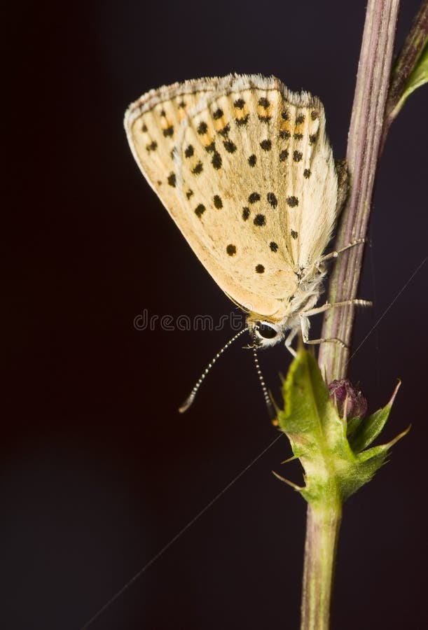 Lycaena tityrus stock image. Image of great, copper, natural - 20440237
