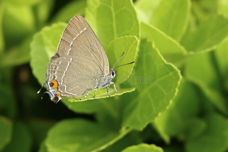 Lycaenid stock photo. Image of lycaenid, wild, macro - 76130536
