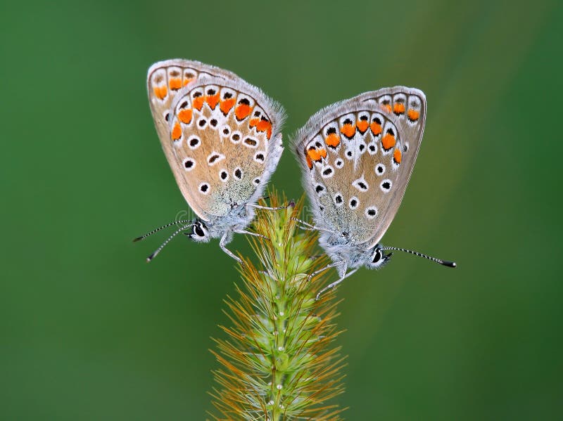 Lycaenidae stock photo. Image of animal, macro, wings - 12702762