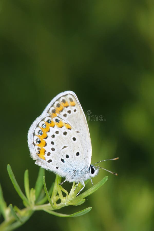 Lycaenidae butterfly stock image. Image of animals, close - 42122073