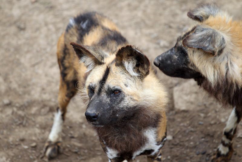 Lycaon pictus stock photo. Image of animal, hunting, lycaon - 24290052