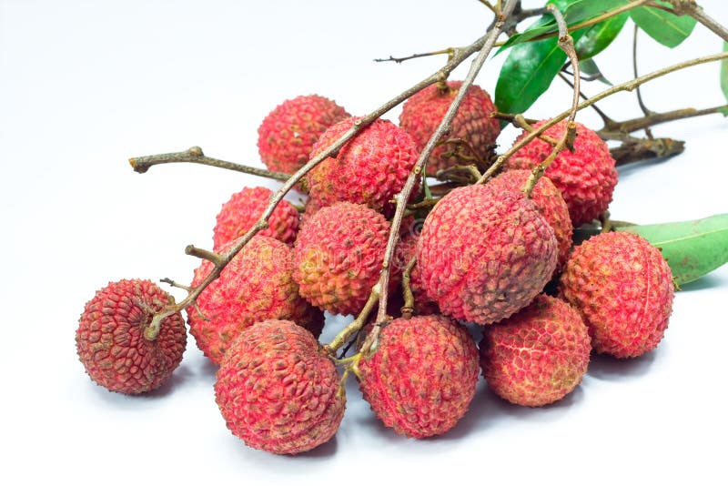 Lychee stock image. Image of nature, lychee, lichee, branch - 9991431