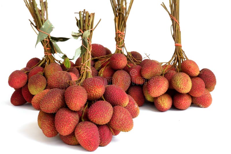 Bunch of Lychee on Tree in Tropical Fruit Garden Stock Photo - Image of ...