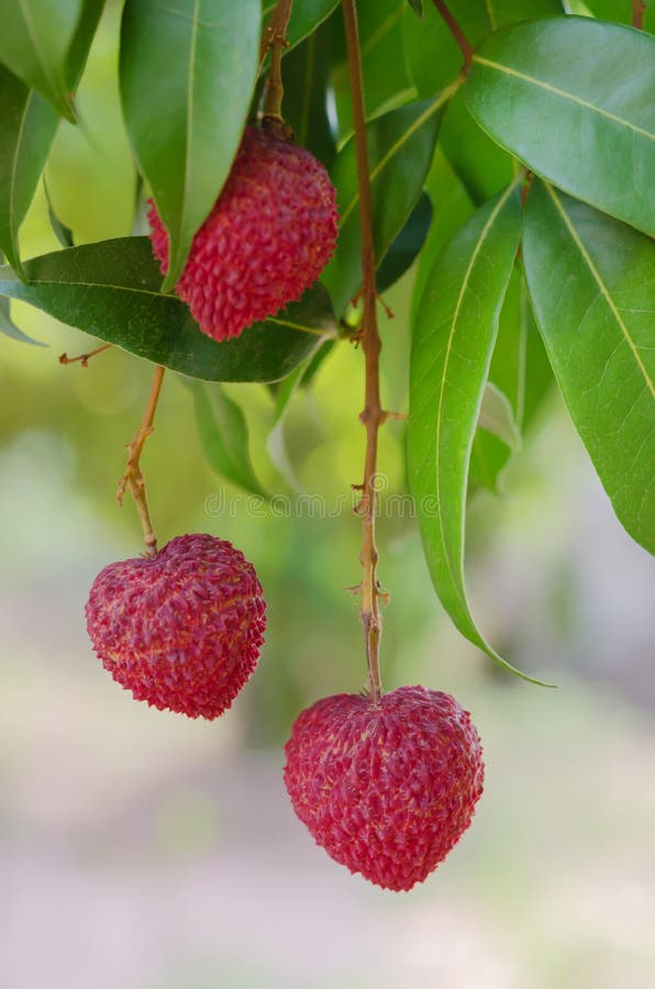 Lychee stock image. Image of leechee, organic, ripe, leaf - 47061771