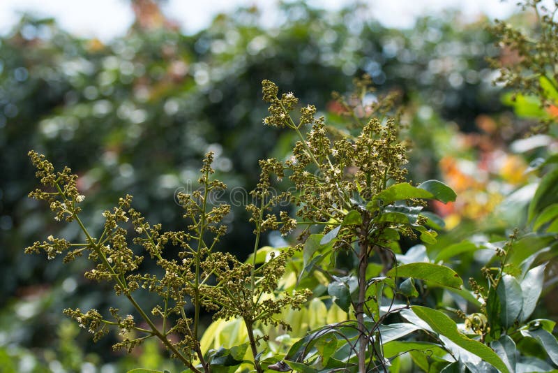 Lychee Flower stock photo. Image of fruit, flower, garden - 69209450