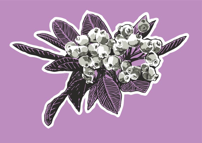 Lychee Flowers with Leaves Isolated on White Background. Stock Vector ...