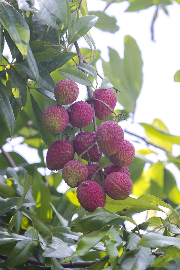Lychee Fruits, Locally Called Lichu at Ranisonkoil, Thakurgoan ...