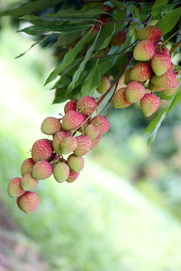 Lychee Fruits, Locally Called Lichu at Ranisonkoil, Thakurgoan ...