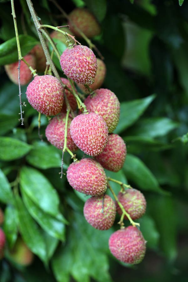 Lichu Stock Images - Download 289 Royalty Free Photos