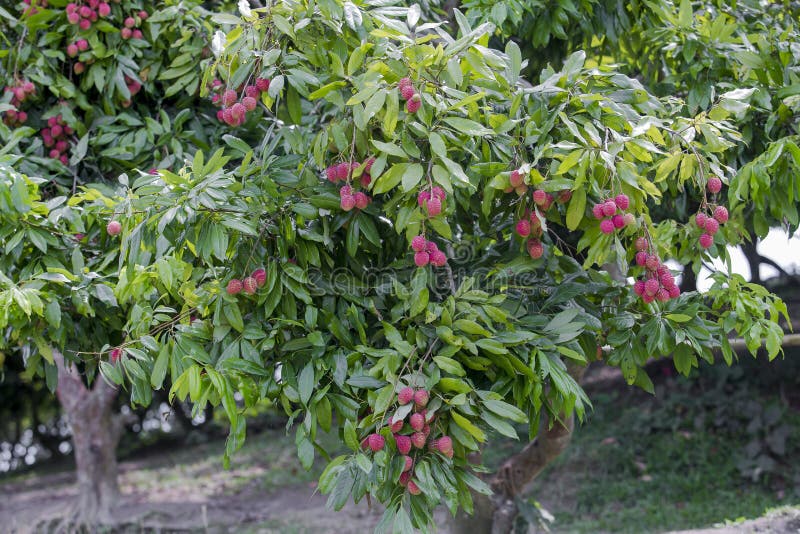 Lychee Fruits, Type of Bedana at Ranisonkoil, Thakurgoan, Bangladesh ...