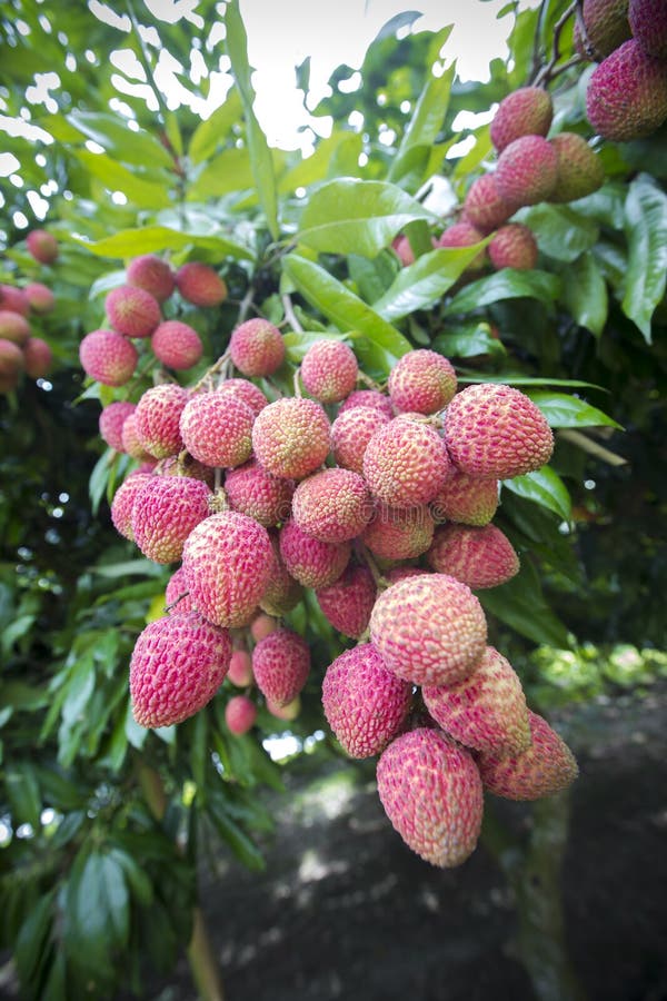 Lychee Fruits, Locally Called Lichu at Ranisonkoil, Thakurgoan ...