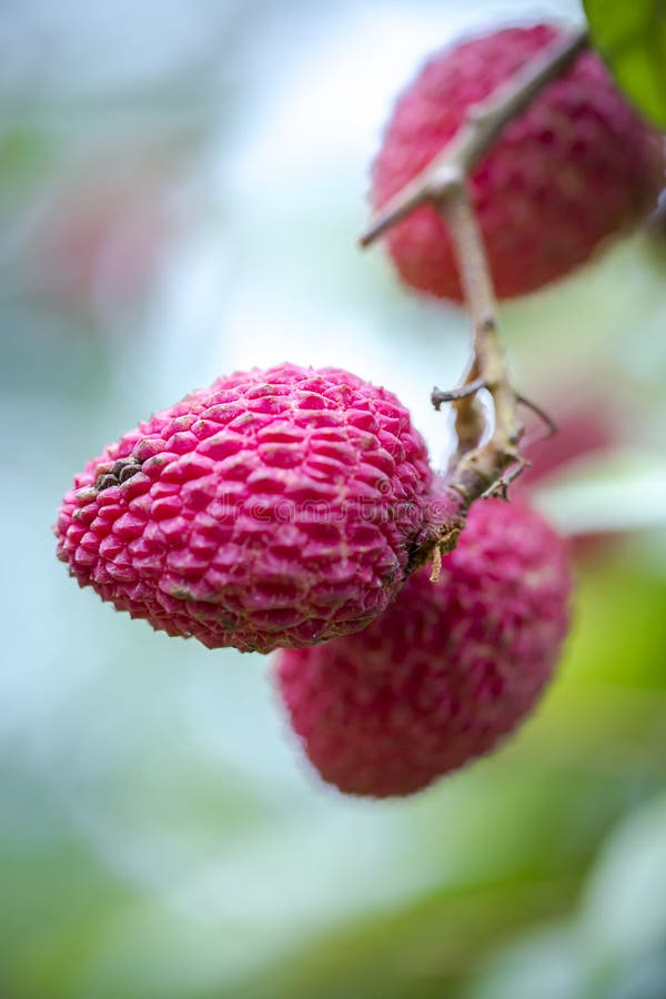 Lychee Fruits, Type of Bedana at Ranisonkoil, Thakurgoan, Bangladesh ...