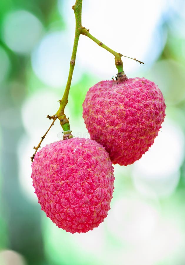 Lychee Fruit (asia Fruit) on the Tree. Stock Image - Image of group ...