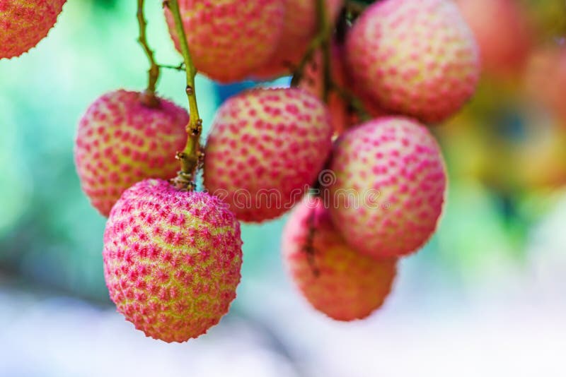Lychee Fruit (asia Fruit) on the Tree. Stock Image - Image of asia ...