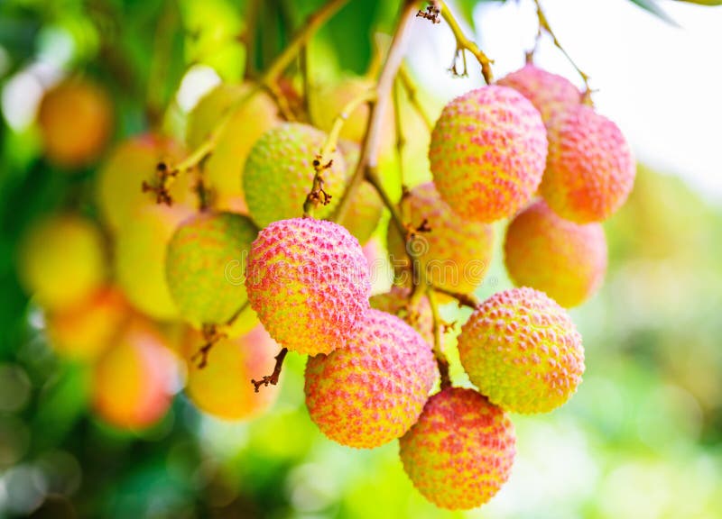 Lychee Fruit (asia Fruit) on the Tree. Stock Photo - Image of chinese ...